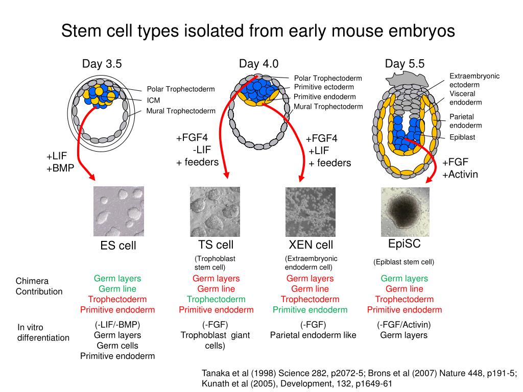 PPT - Lecture 2 Overview of preimplantation development Specification ...