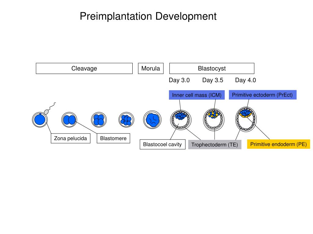 PPT - Lecture 2 Overview of preimplantation development Specification ...