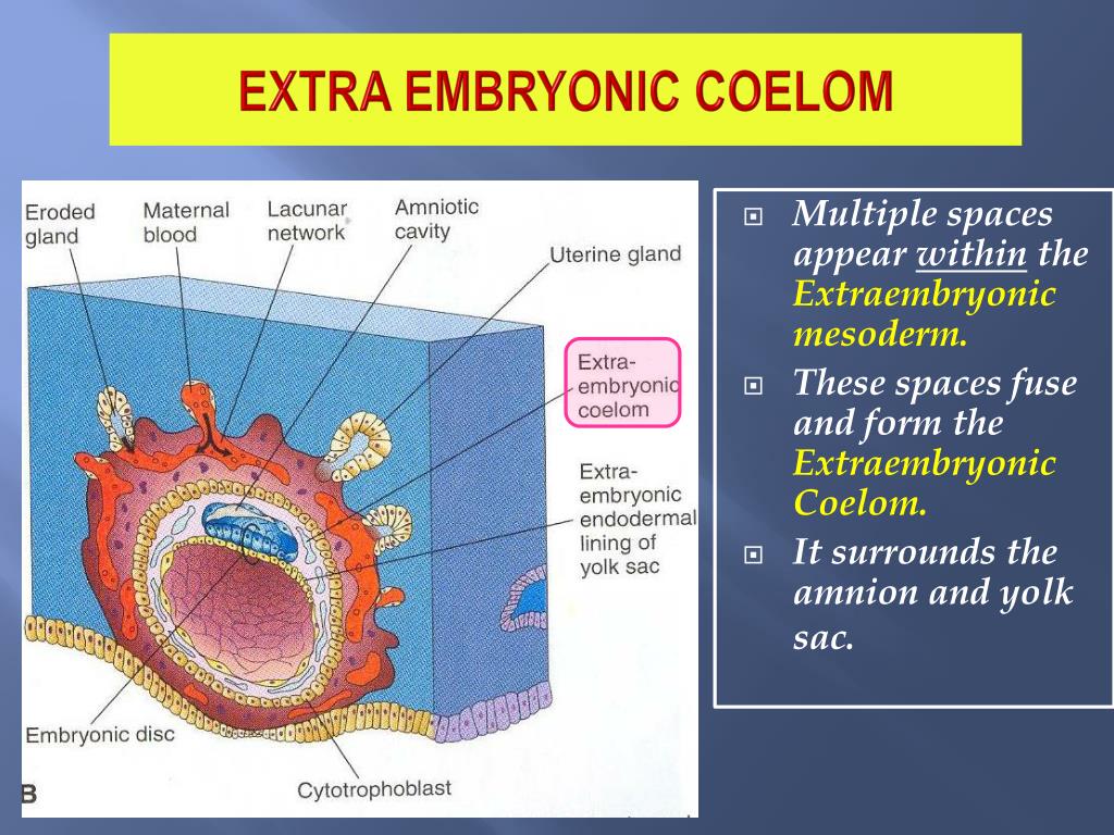 PPT - BILAMINAR -TRILAMINAR DISCS & THEIR DERIVATIVES PowerPoint ...