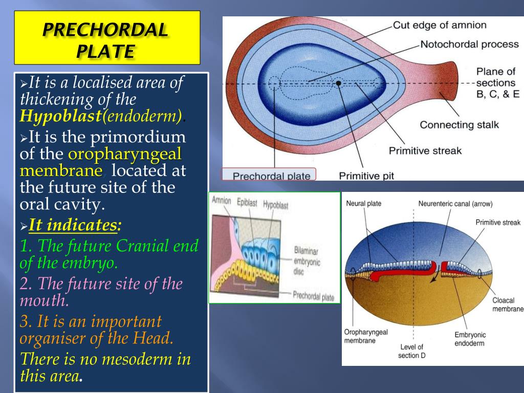 PPT - BILAMINAR -TRILAMINAR DISCS & THEIR DERIVATIVES PowerPoint ...