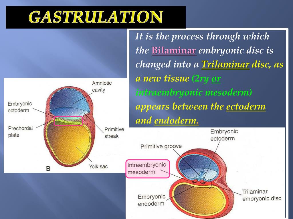 PPT - BILAMINAR -TRILAMINAR DISCS & THEIR DERIVATIVES PowerPoint ...