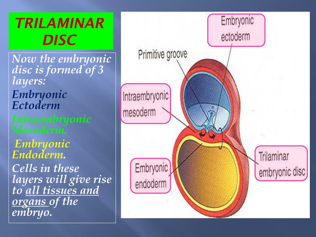 PPT - BILAMINAR -TRILAMINAR DISCS & THEIR DERIVATIVES PowerPoint ...