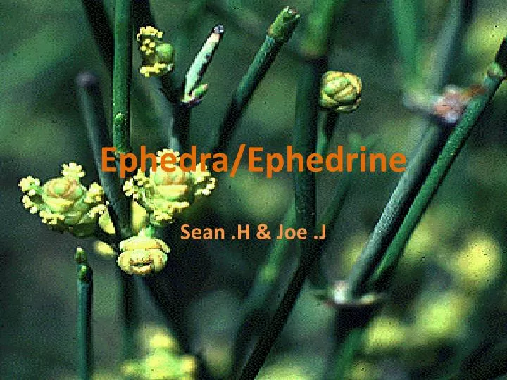 PPT - Ephedra /Ephedrine PowerPoint Presentation, free download - ID:2196758