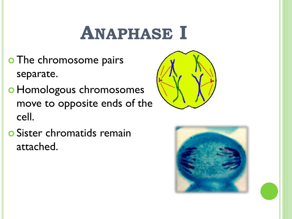 PPT - ### Understanding Meiosis: Cell Division and Genetic Inheritance ...