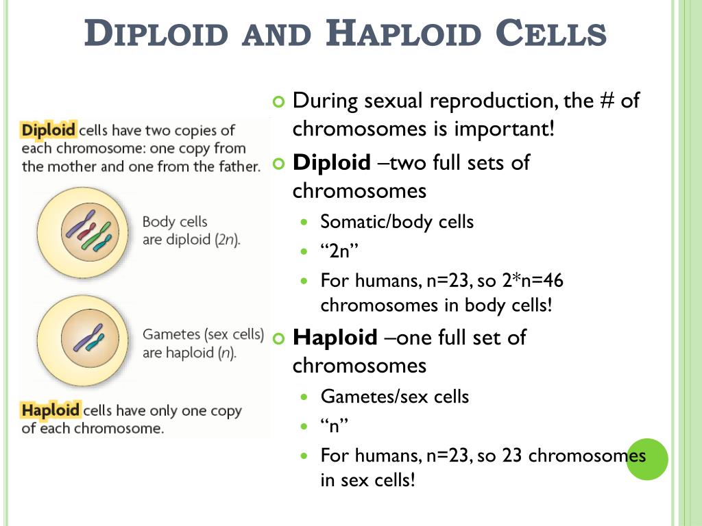 PPT - ### Understanding Meiosis: Cell Division and Genetic Inheritance ...