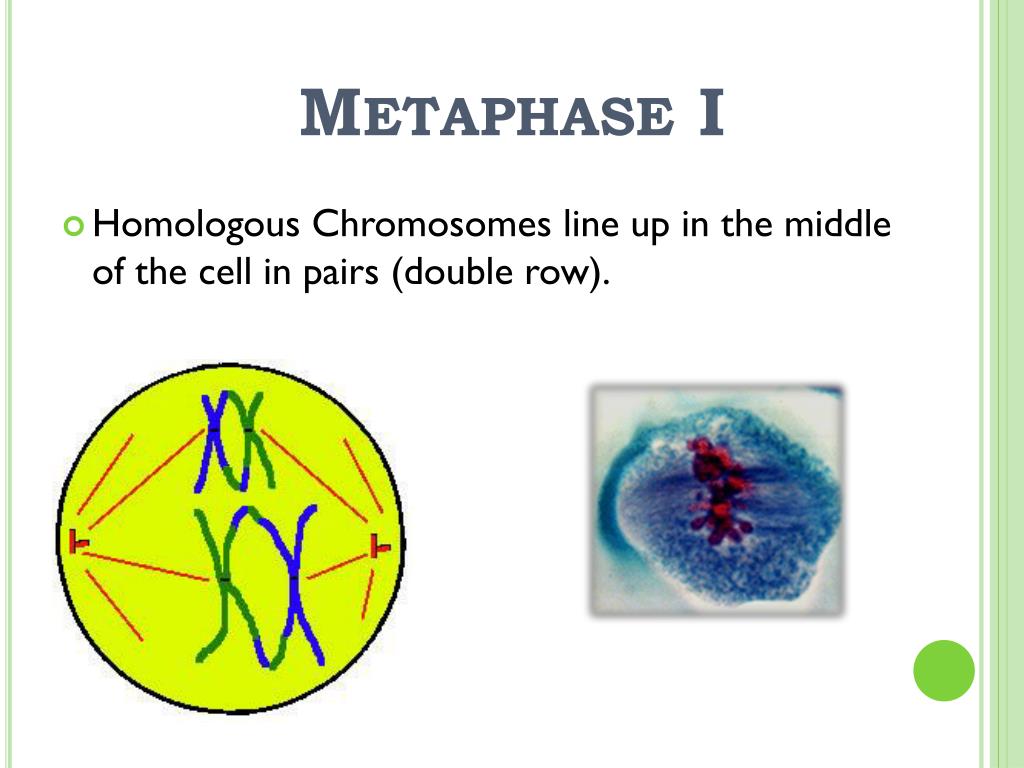 PPT - ### Understanding Meiosis: Cell Division and Genetic Inheritance ...