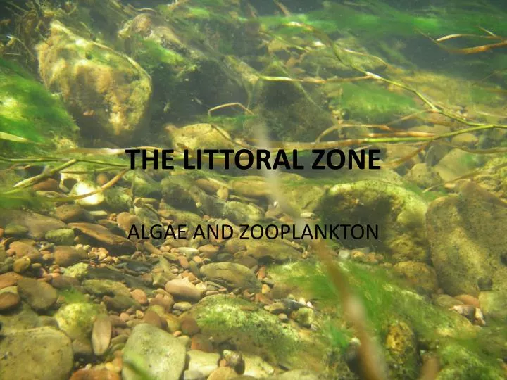 PPT - THE LITTORAL ZONE PowerPoint Presentation, free download - ID:2197054