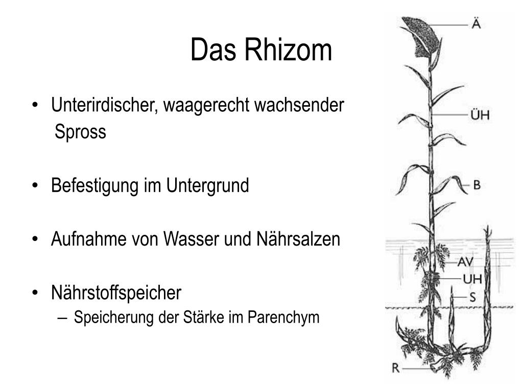 PPT - Das Rhizom als Nährstoffspeicher PowerPoint Presentation, free ...