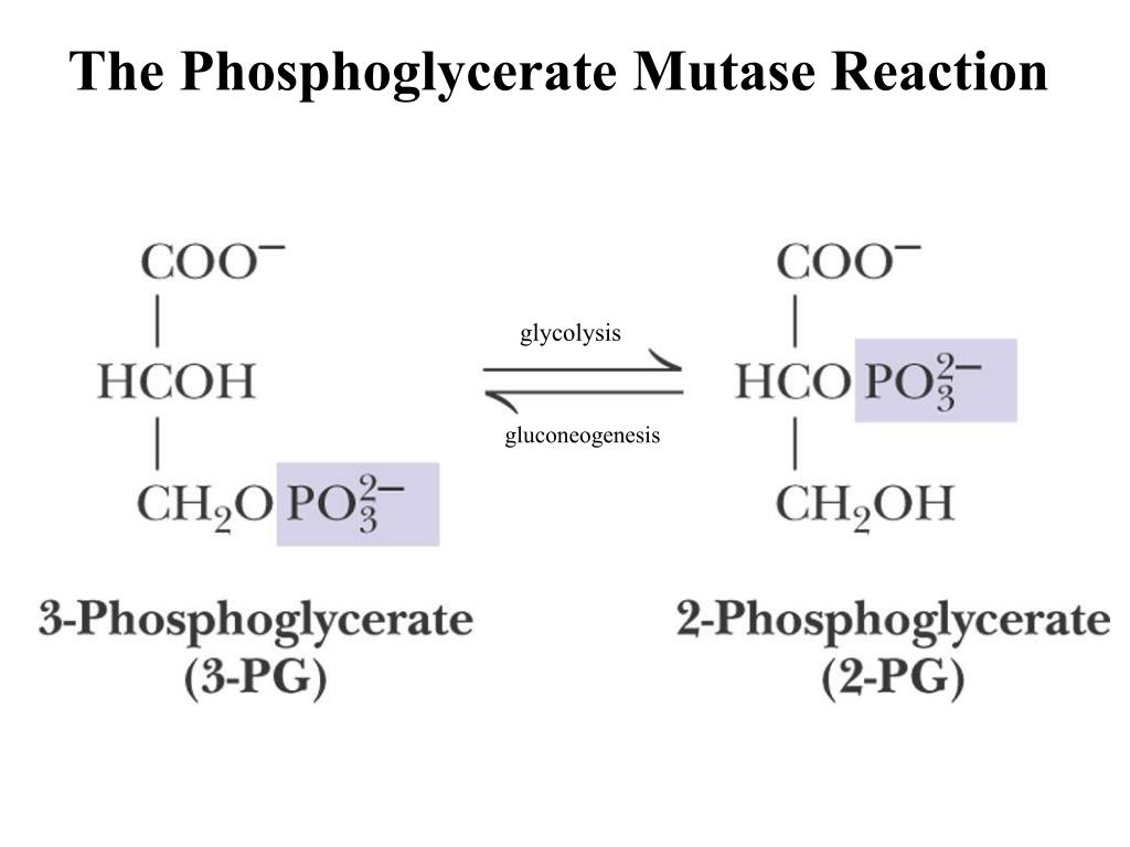 PPT - Synthesis of "new glucose" from common metabolites Humans use ...