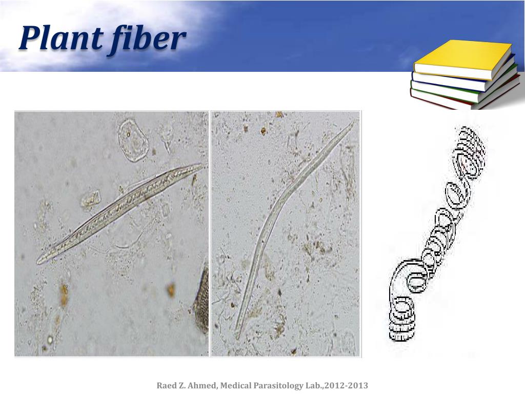 PPT - Medical Parasitology Lab. PowerPoint Presentation, free download ...