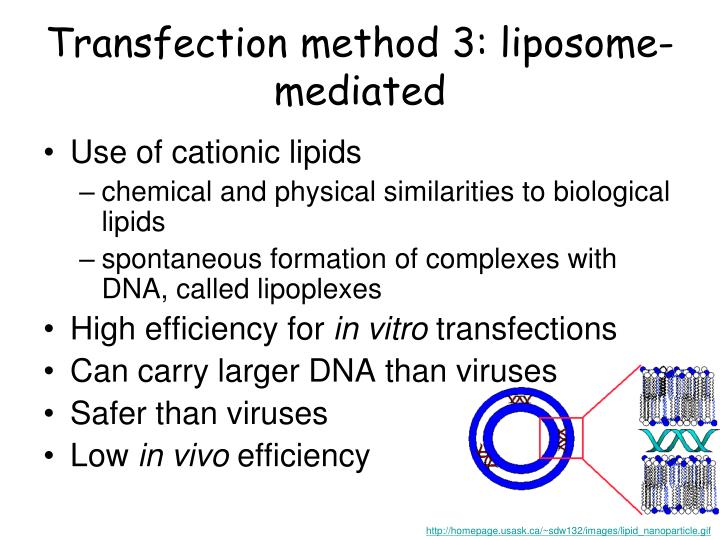 PPT - Cell Culture PowerPoint Presentation - ID:2198729