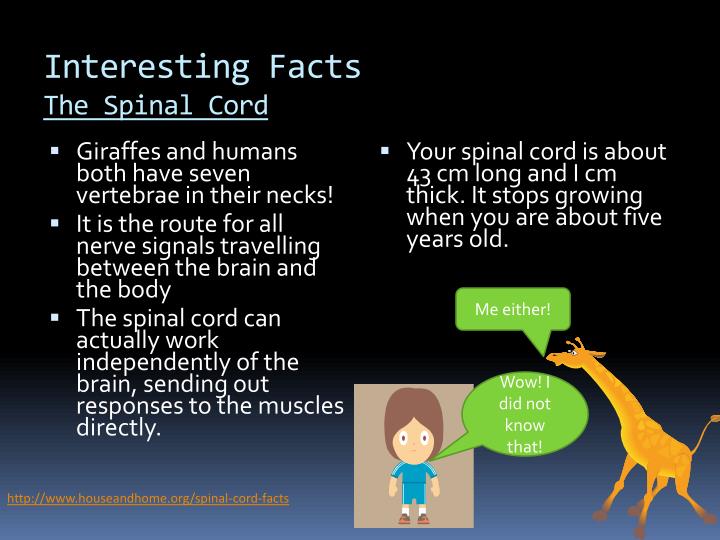 PPT - The Brain and Spinal Cord PowerPoint Presentation - ID:2198958