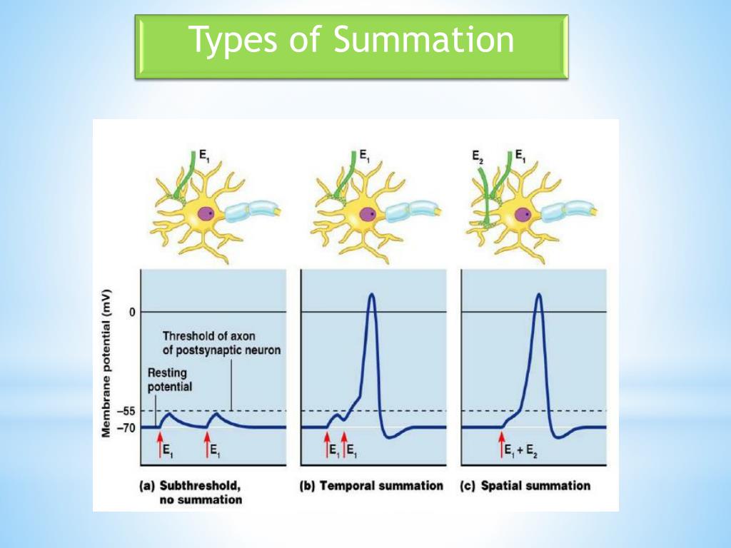 PPT - Nerve and Muscle Dr. Loay Abu Dalu .MD, MSc (UK) PowerPoint ...