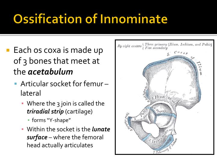 PPT - The Pelvic Girdle PowerPoint Presentation - ID:2199308
