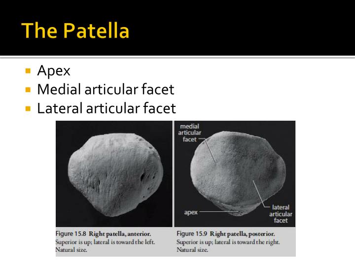 PPT - The Pelvic Girdle PowerPoint Presentation - ID:2199308