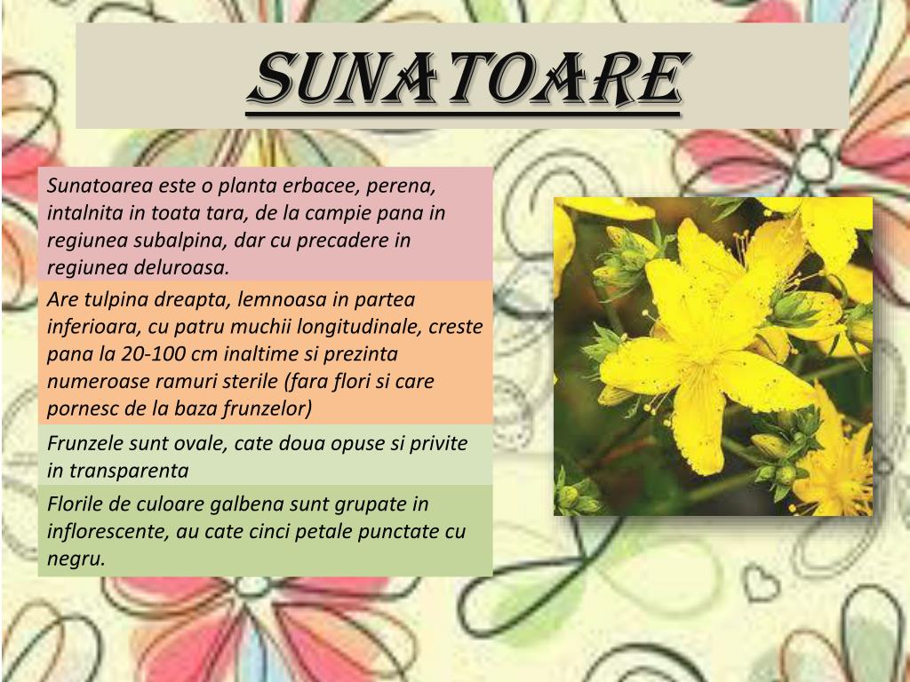 PPT - SUNATOARE PowerPoint Presentation, free download - ID:2199685