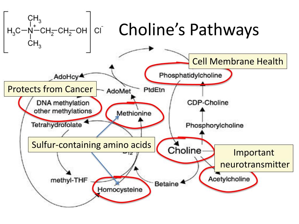 PPT - Cholesterol, Sulfur, Lactate, and Sunlight: a New Paradigm for ...