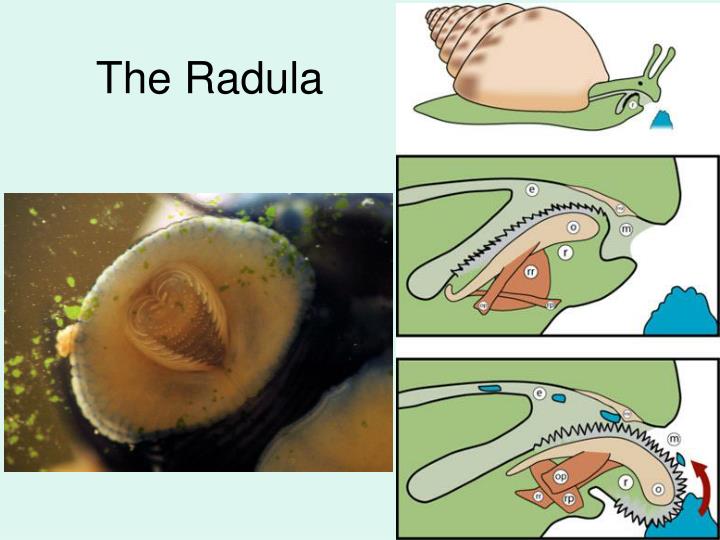 PPT - Phylum Mollusca PowerPoint Presentation - ID:2200853