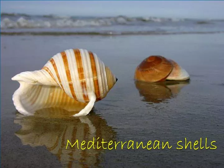 PPT - Mediterranean shells PowerPoint Presentation, free download - ID ...