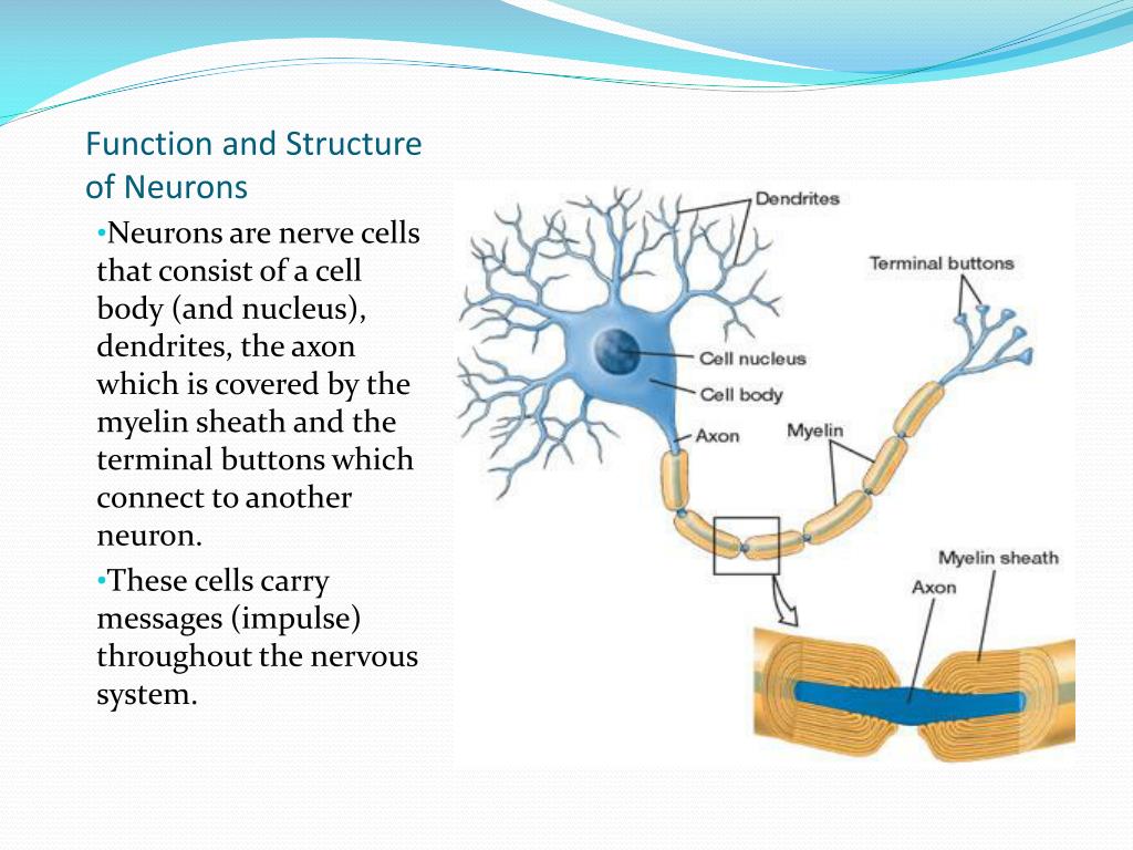 Download free structure of neuron - medicoke Download free structure of neuron - medicoke