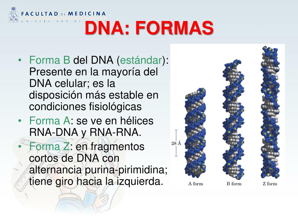 PPT - ESTRUCTURA Y FUNCIÓN DE LOS ÁCIDOS NUCLEICOS PowerPoint ...
