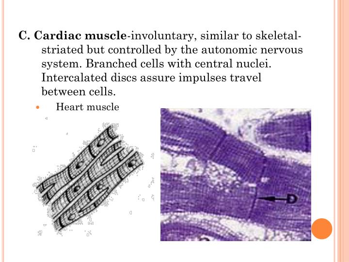 PPT - MUSCLE TISSUE PowerPoint Presentation - ID:2201400