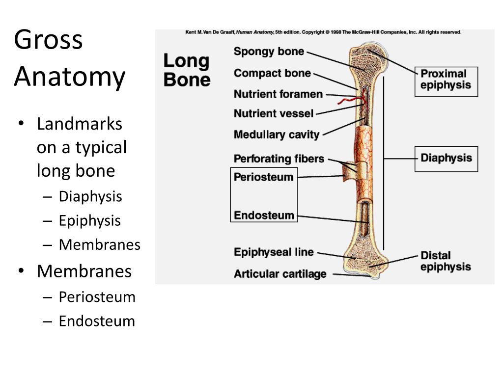 PPT Structure Of Long Bones PowerPoint Presentation Free Download PPT Structure Of Long Bones PowerPoint Presentation Free Download