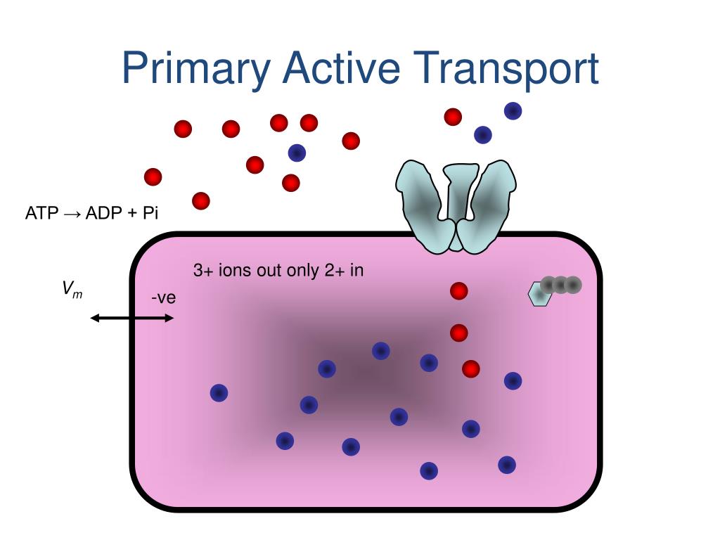 PPT - Primary Active Transport PowerPoint Presentation, free download ... PPT - Primary Active Transport PowerPoint Presentation, free download ...