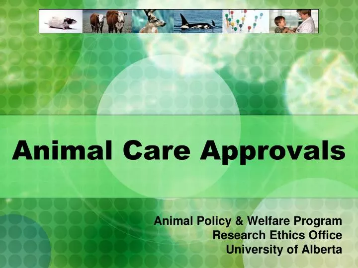 PPT - Animal Care Approvals PowerPoint Presentation, free download - ID ...