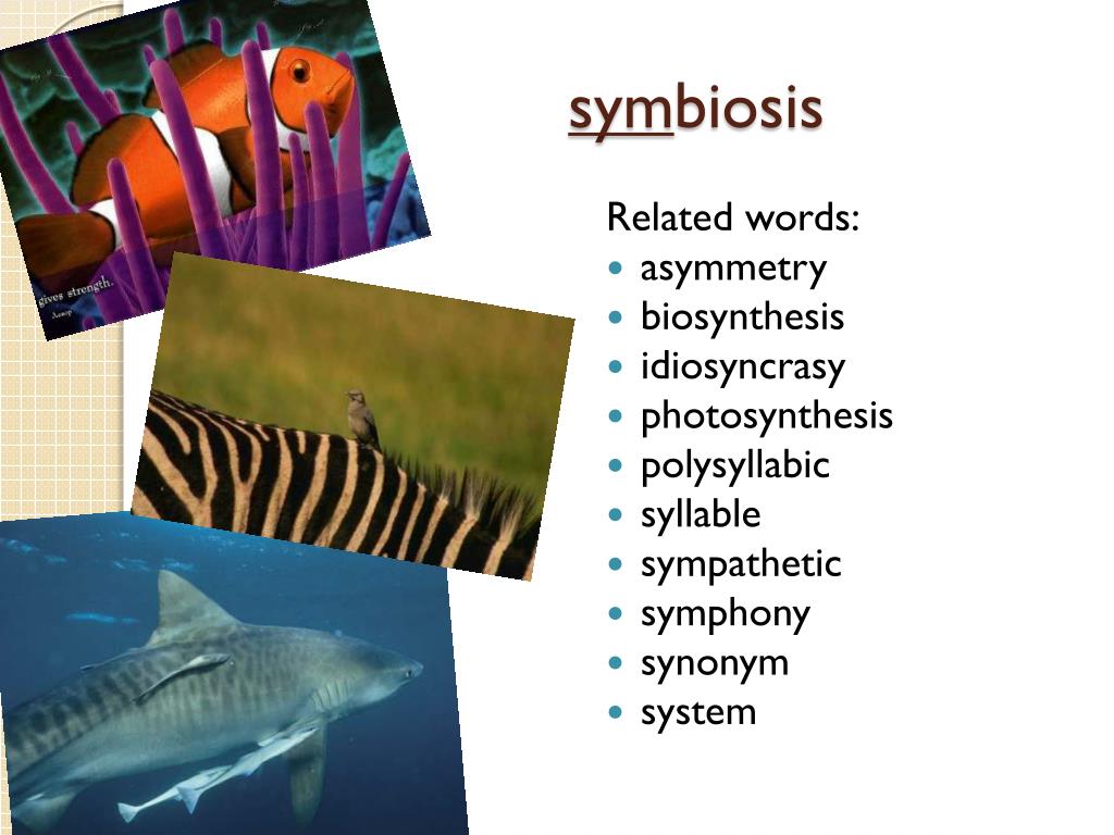 PPT - Greek Vocabulary 2 PowerPoint Presentation, free download - ID ...