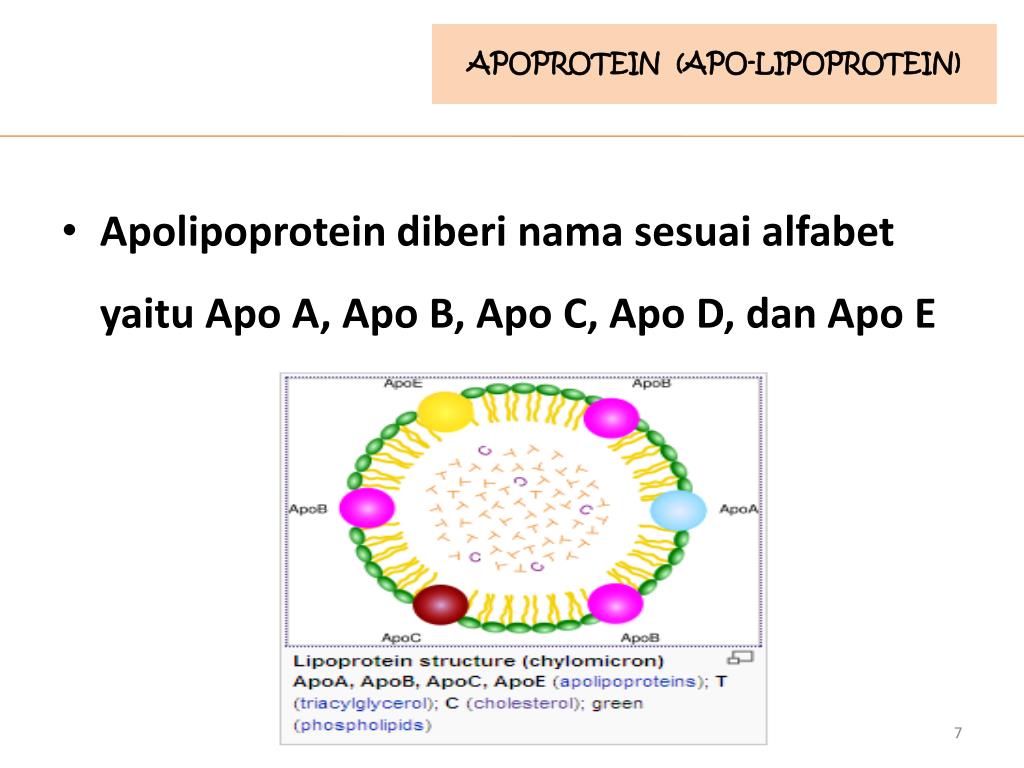 PPT - PEMERIKSAAN LABORATORIUM GANGGUAN METABOLISME LEMAK PowerPoint ...