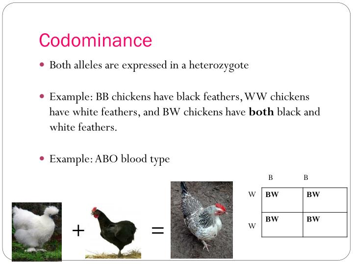 PPT - Extensions and Exceptions to Mendel’s Laws PowerPoint ...