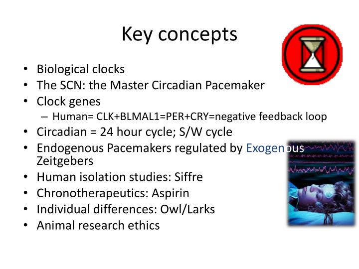 PPT - Biological Rhythms: Circadian rhythms PowerPoint Presentation ...