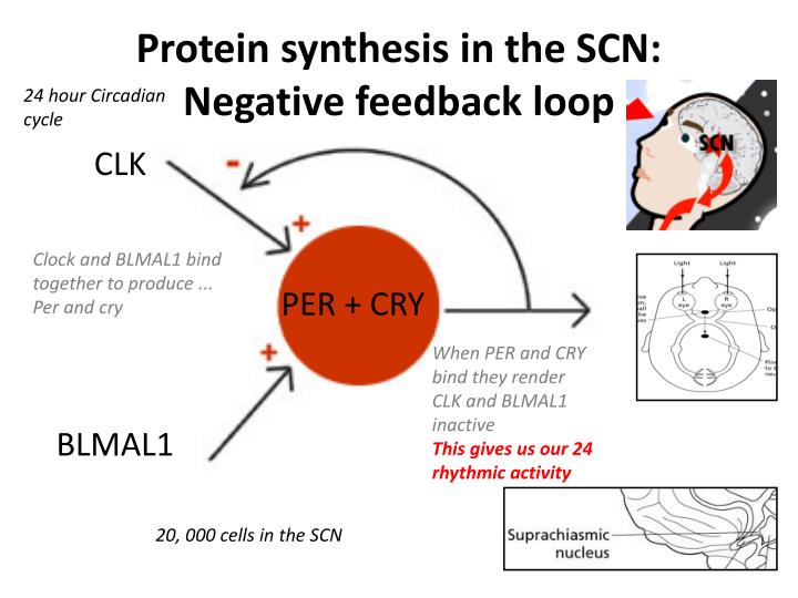PPT - Biological Rhythms: Circadian rhythms PowerPoint Presentation ...