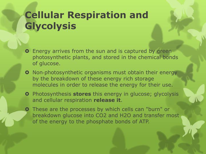 PPT - Photosynthesis & Cellular Respiration PowerPoint Presentation ...