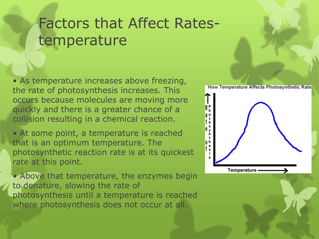 PPT - Photosynthesis & Cellular Respiration PowerPoint Presentation ...