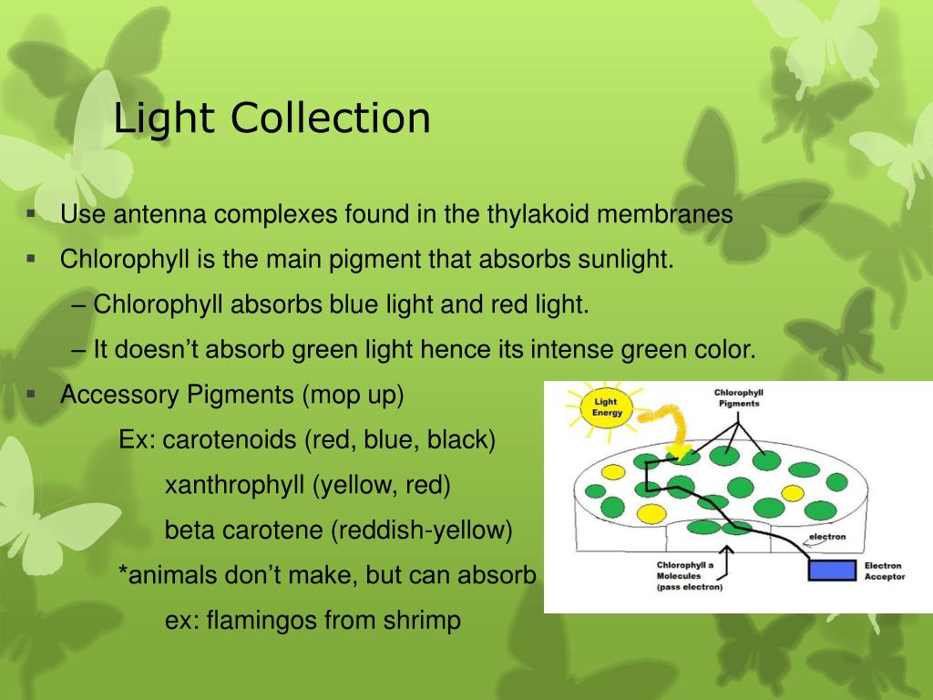 PPT - Photosynthesis & Cellular Respiration PowerPoint Presentation ...
