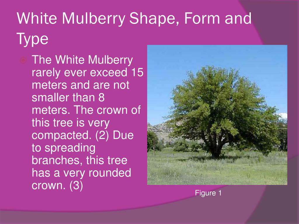 PPT - White Mulberry Morus Alba L. By: Rachel Finke PowerPoint ...