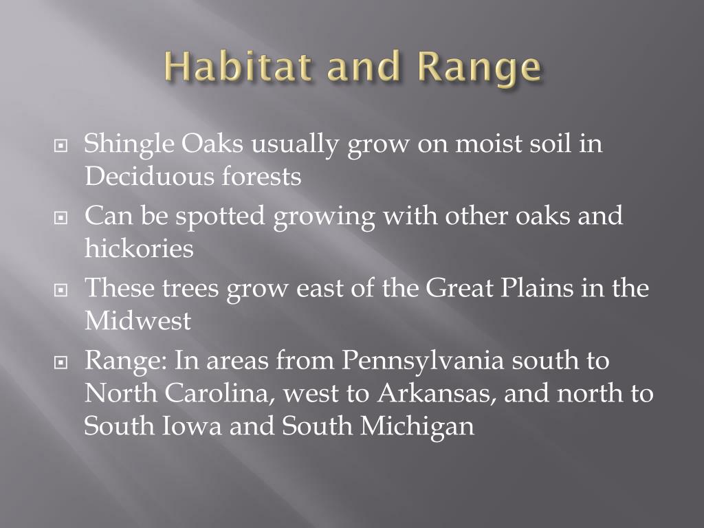 PPT - Shingle Oak (a.k.a. Northern Laurel Oak) Quercus imbricaria Michx ...