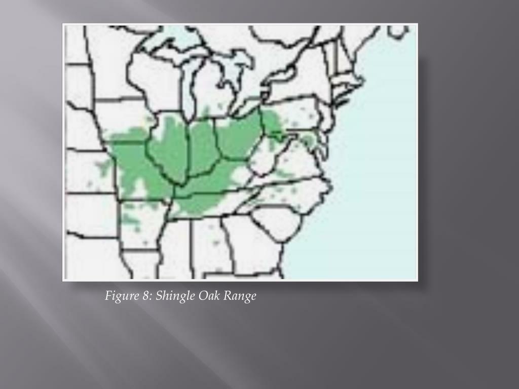 PPT - Shingle Oak (a.k.a. Northern Laurel Oak) Quercus imbricaria Michx ...