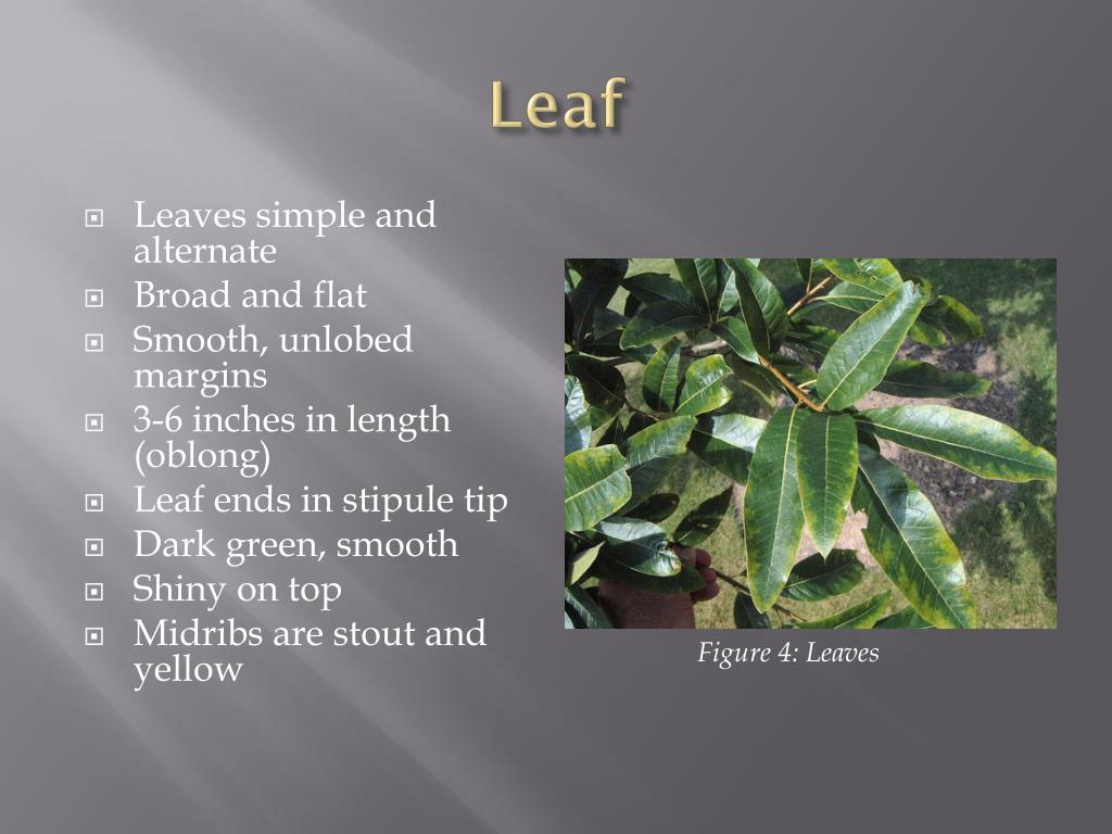 PPT - Shingle Oak (a.k.a. Northern Laurel Oak) Quercus imbricaria Michx ...