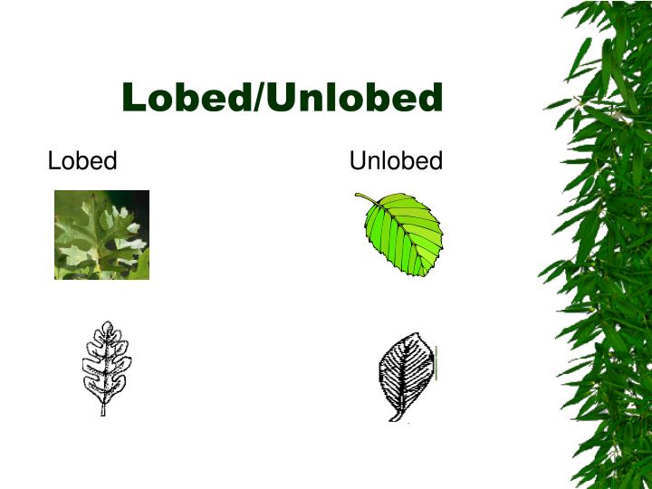 PPT - Tree Notes PowerPoint Presentation - ID:2202472