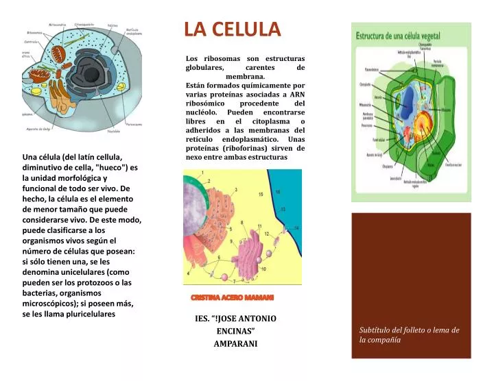 PPT - LA CELULA PowerPoint Presentation, free download - ID:2202476