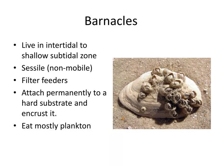 PPT - Barnacles PowerPoint Presentation, free download - ID:2202540
