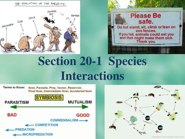 PPT - Section 20-1 Species Interactions PowerPoint Presentation, free download - ID:2202541