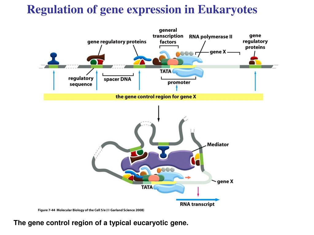 Regulation Of Gene Expression In Eukaryotes