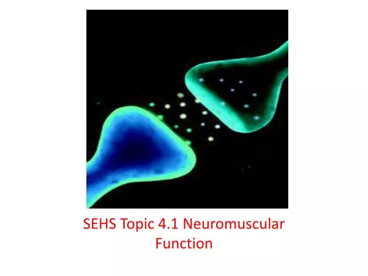 PPT - SEHS Topic 4.1 Neuromuscular Function PowerPoint Presentation ...