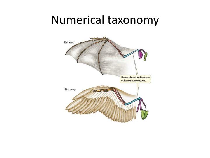 PPT - Phylogenetic Trees PowerPoint Presentation - ID:2202889