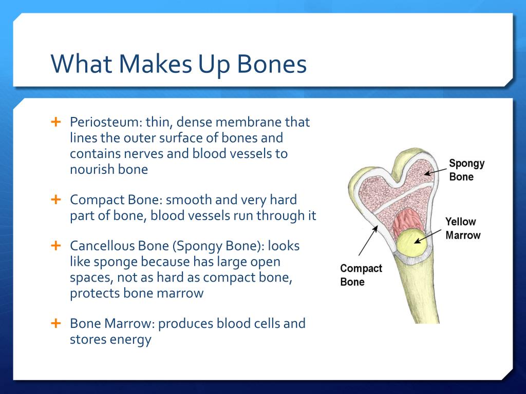 PPT - The Skeletal System PowerPoint Presentation, free download - ID ...