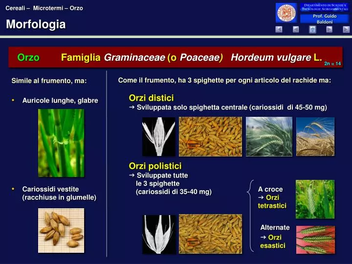 PPT - Morfologia PowerPoint Presentation, free download - ID:2202960